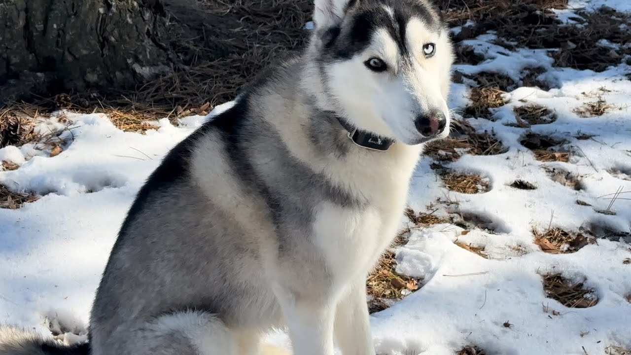 How to walk Huskies - YouTube