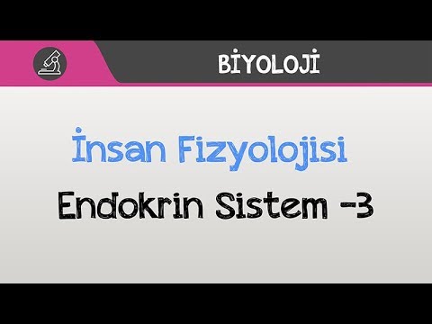 İnsan Fizyolojisi  Endokrin Sistem -3