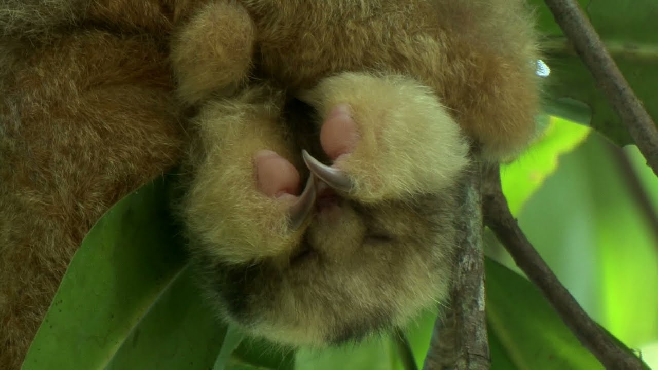 The Silky Anteater - YouTube
