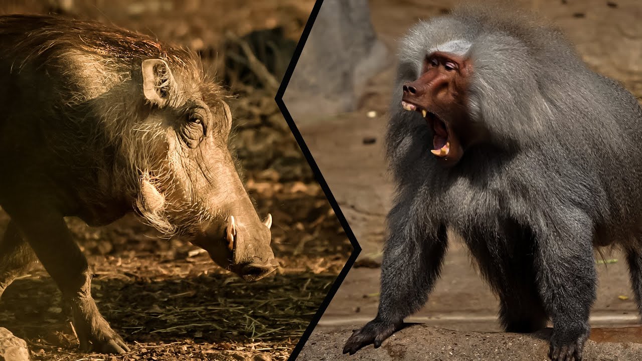 Warthog vs Baboon - Siapa yang Menang? - YouTube