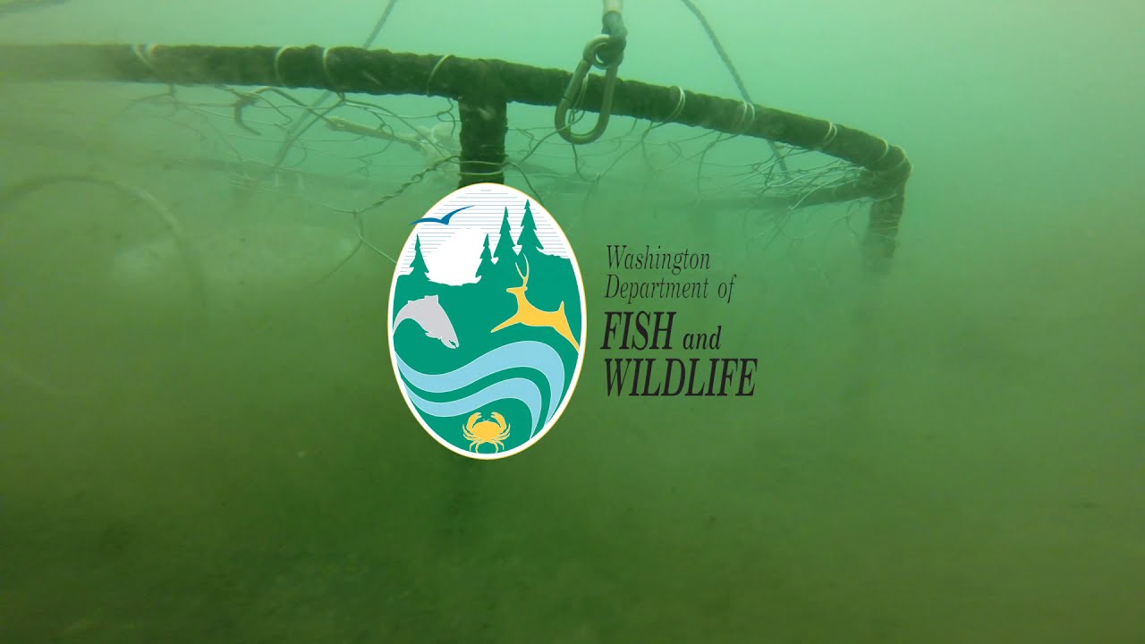 Monitoring for Sustainable Crab Fishing in Washington - YouTube