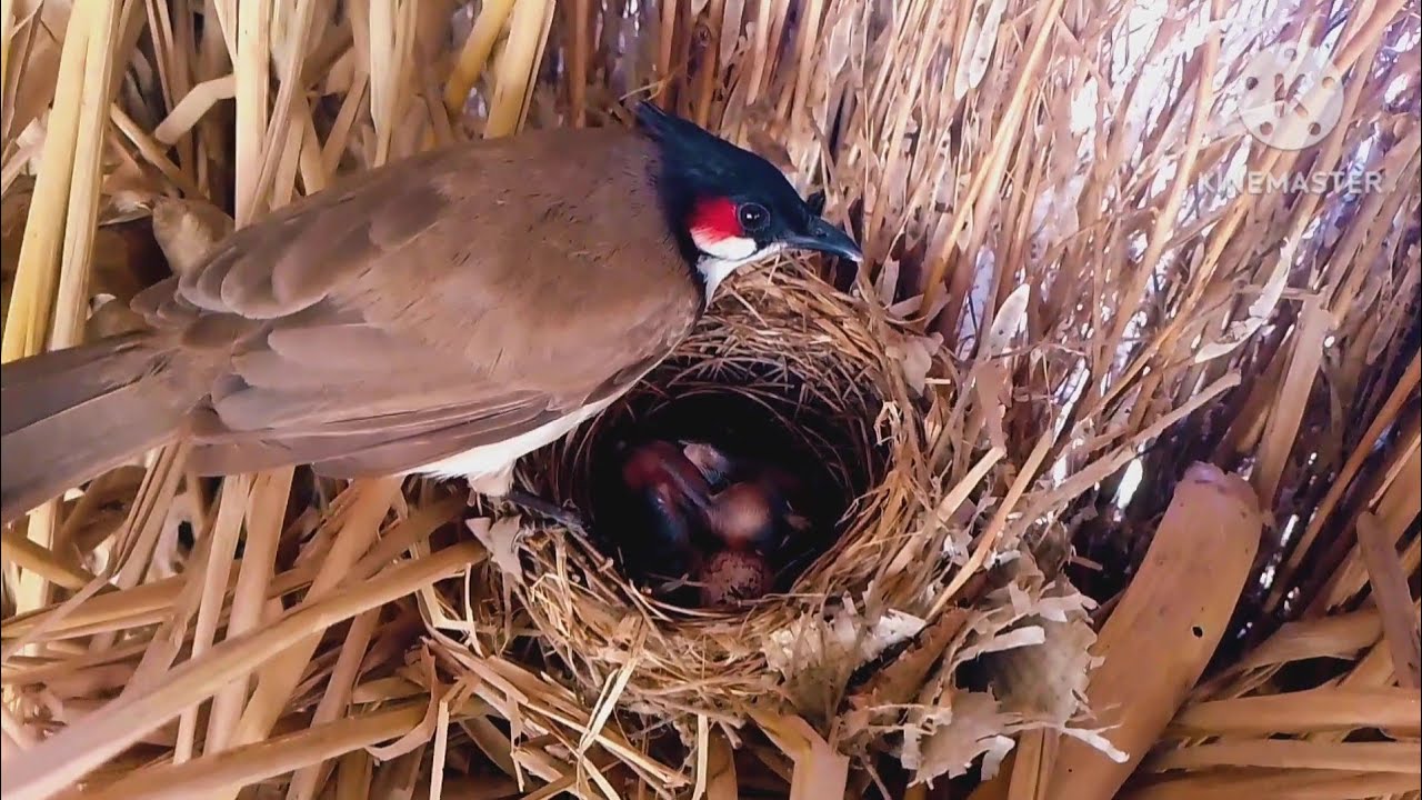 Bird hatching and brooding (HD) | bird with tow little baby's - YouTube