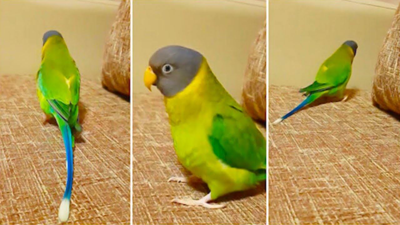 Sassy parrot struts his stuff and whistles for the camera - YouTube