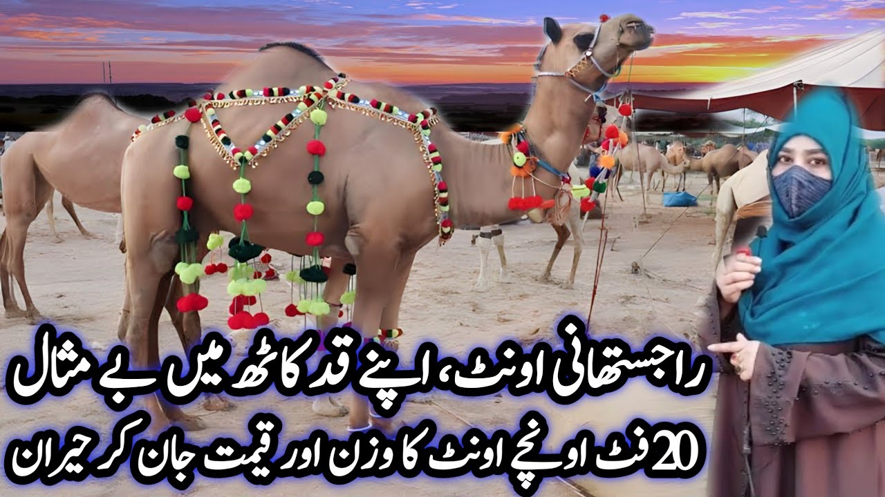Khoobsurat Rajasthani Aunt || Bakra Mandi Lahore 2023 - YouTube