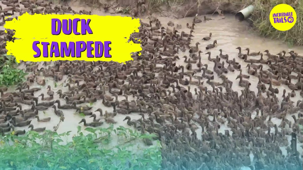 Have you ever seen such a huge flock of ducks?! 🦆😧 | INCREDIBLE TAILS ...