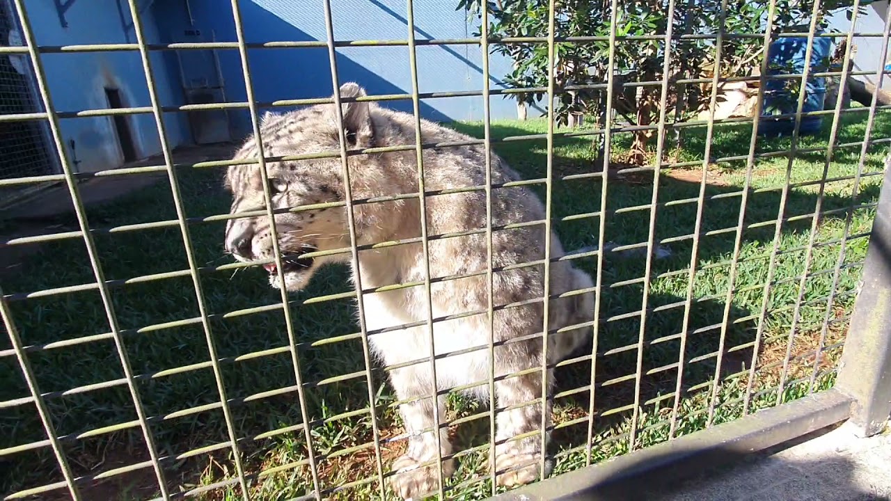 Snow Leopard being friendly When I chuff at her. Billabong zoo - YouTube