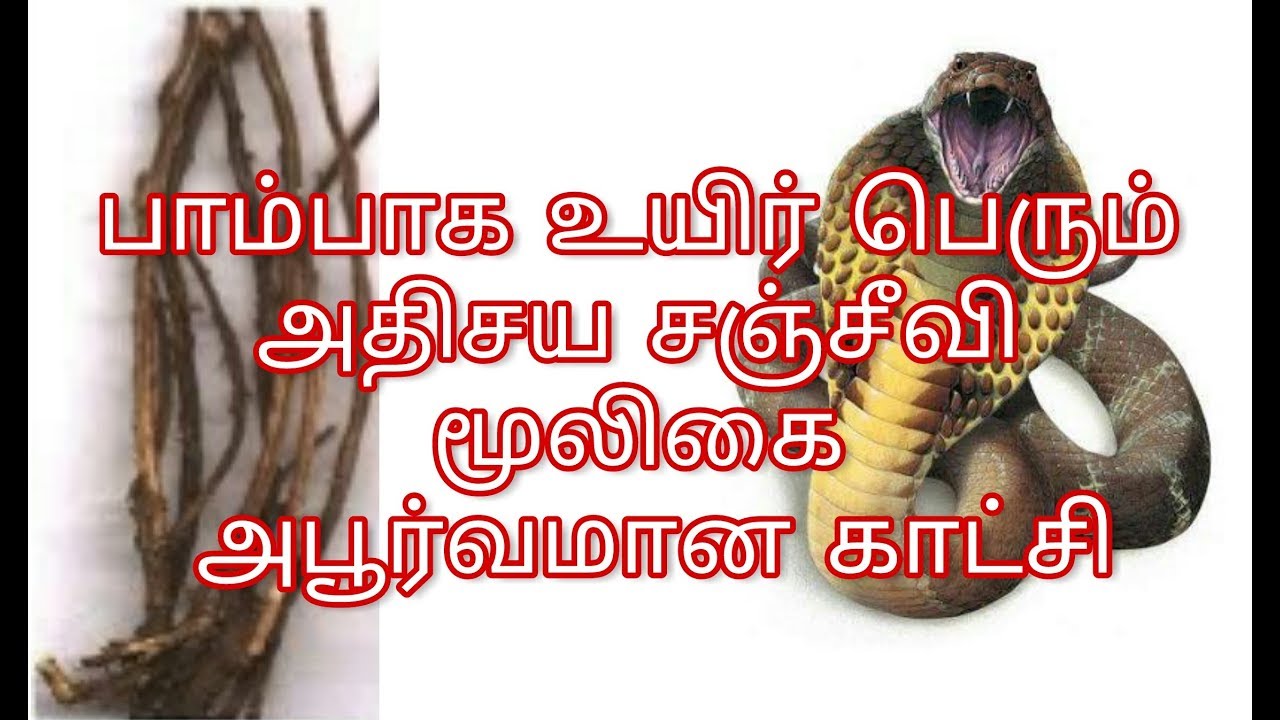 Sanjeevi Mooligai Test (போலியான சஞ்சீவி மூலிகை) - YouTube
