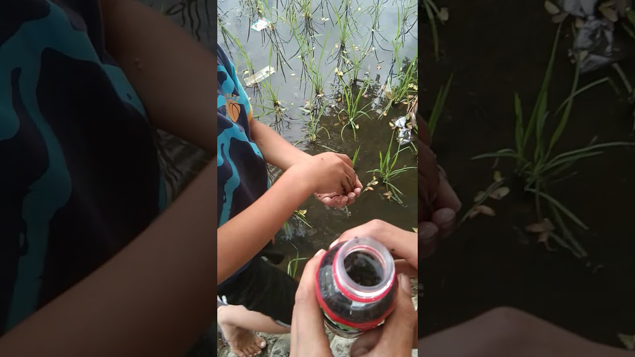 Itlog ng palaka - YouTube