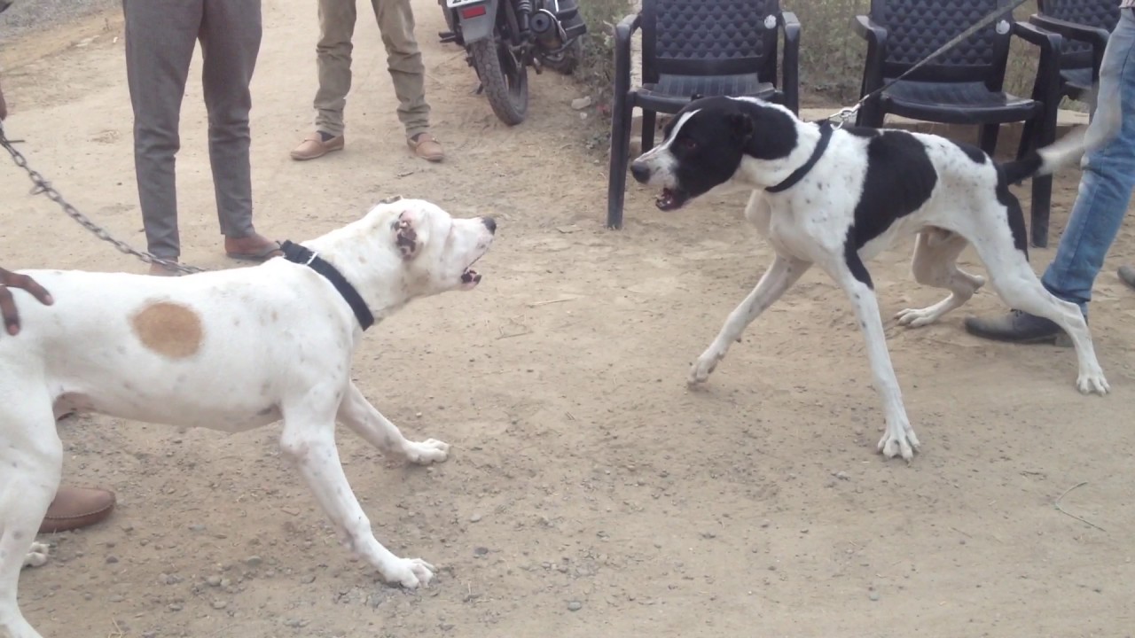 Pakistani bulli fight dog show - YouTube
