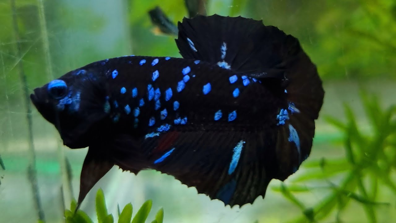Part 313 Cá Betta Black Blue galaxy vip đã trở lại - YouTube