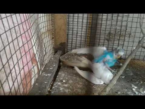 Budgies fighting. Love birds fight - YouTube