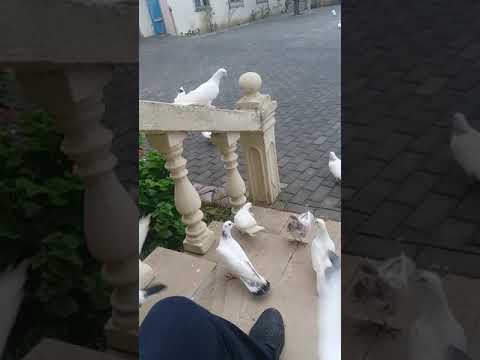 7 Saat uçan göyerçinler satilir 0509932849