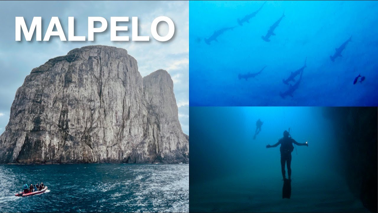Malpelo Dive Expedition 2021 (INTRO) 4K - YouTube