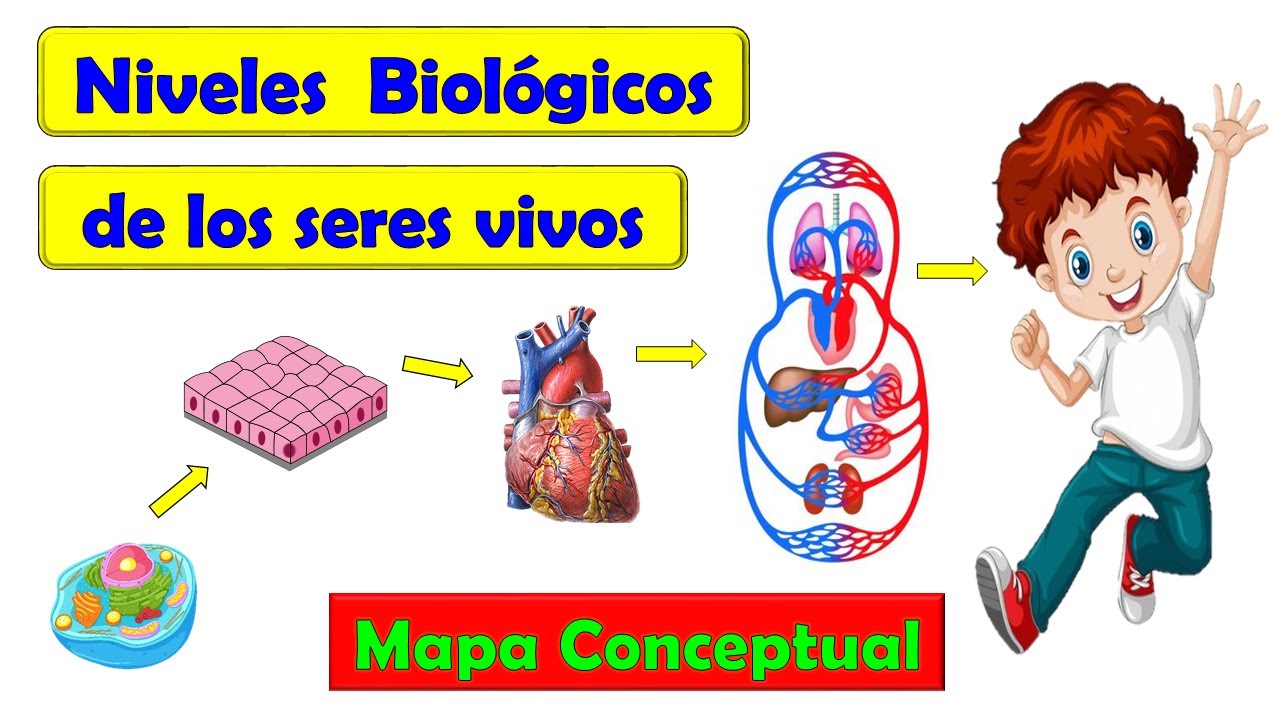 NIVELES BIOLÓGICOS DE LOS SERES VIVOS _ MAPA CONCEPTUAL - YouTube