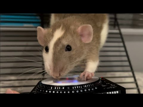 DJ Softy - YouTube
