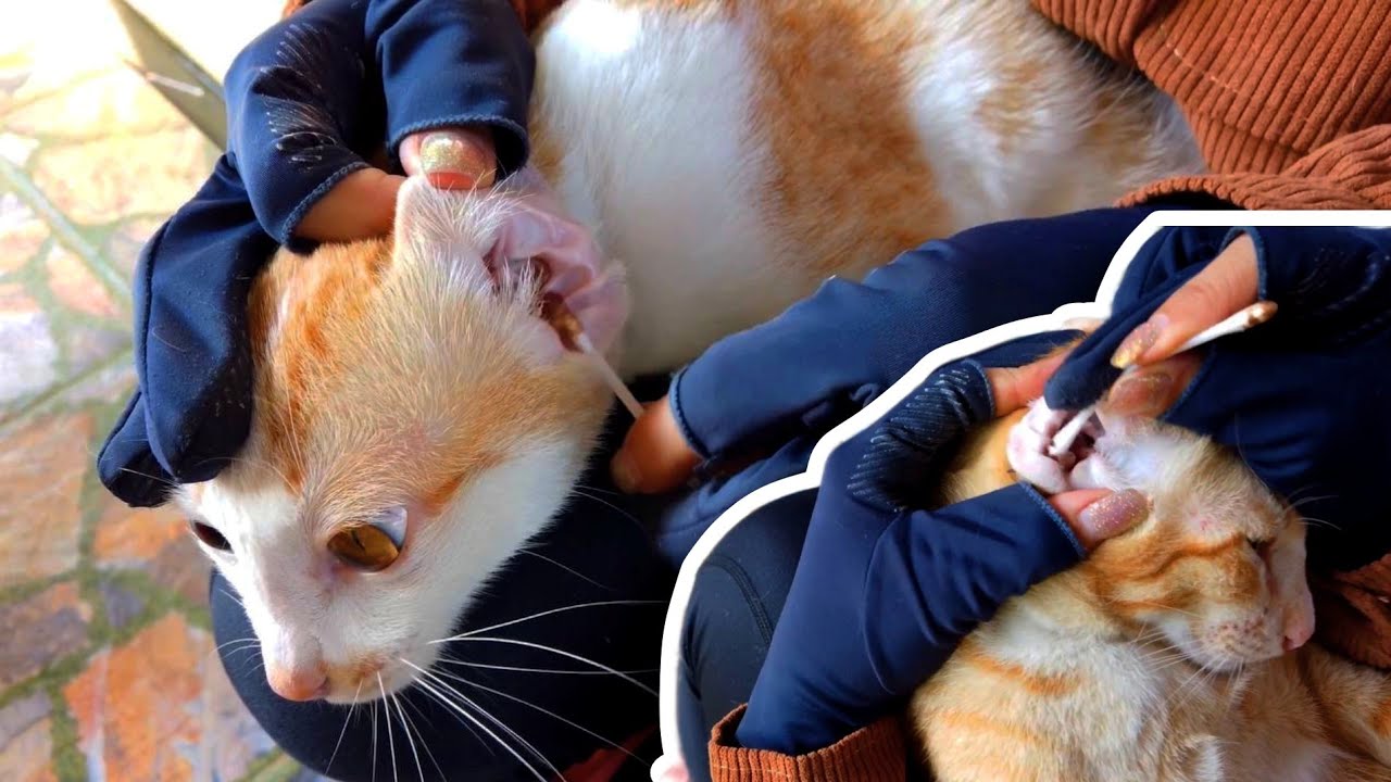 Having Four of my Cats Ear Cleaning before New Year Eve | Meow Family ...