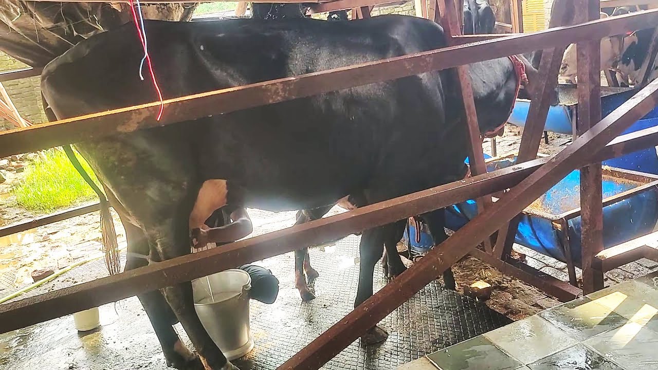 मेरे फार्म की गाय | मेरा डेरी का रूटीन | My Dairy Farm Routine and Cows ...