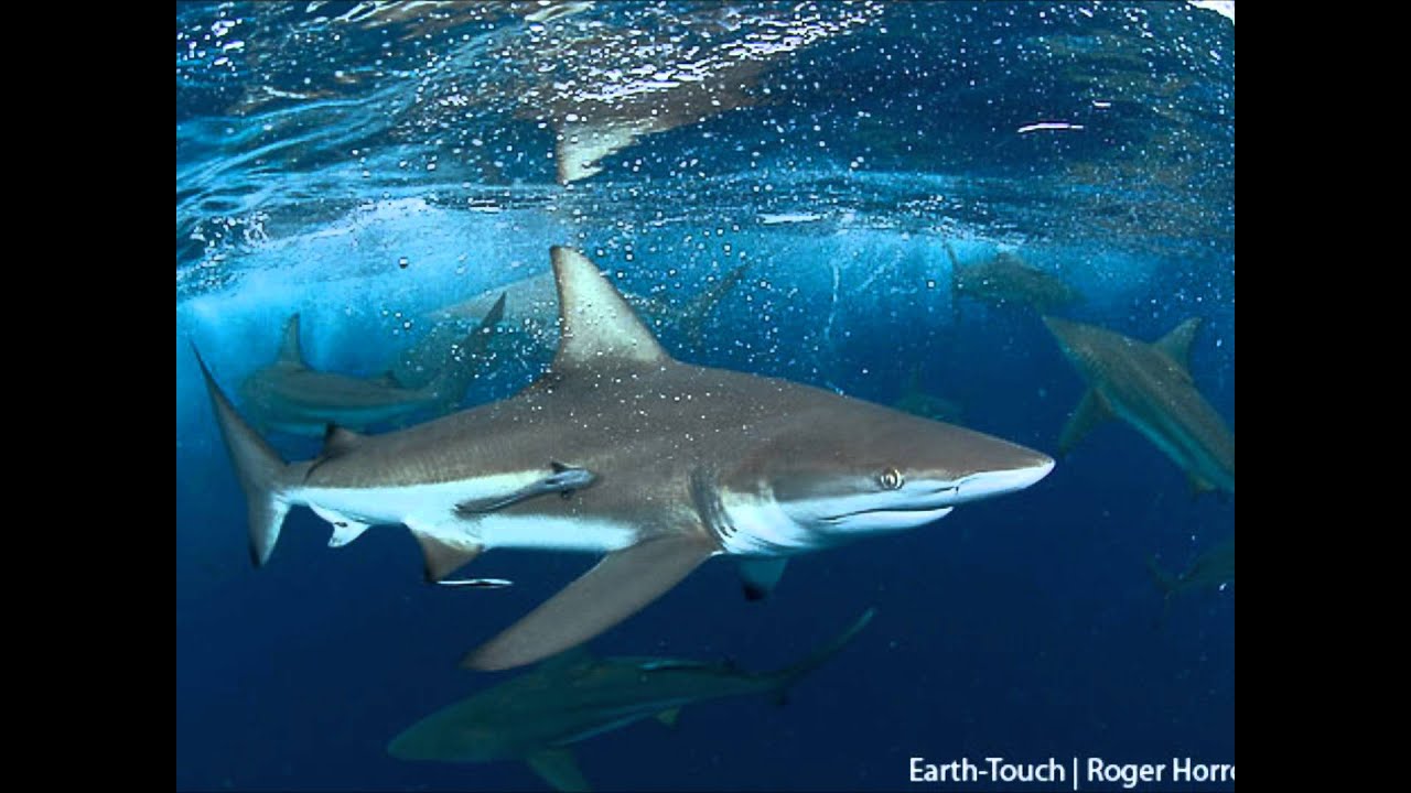 Top 10 Most Dangerous Sharks to Humans - YouTube