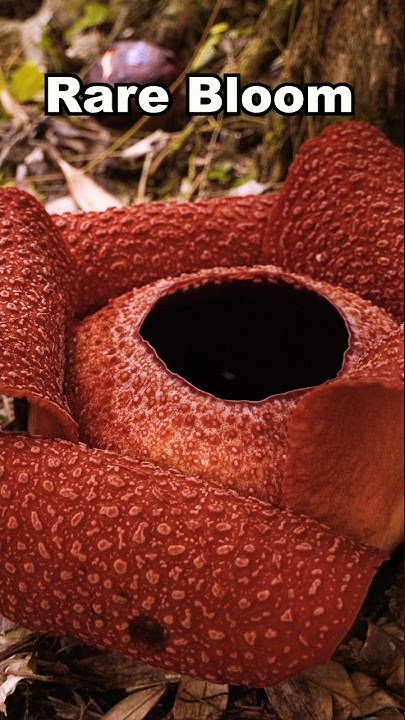 Meet The World's Largest And Stinky Flower! #weknow #shorts - YouTube