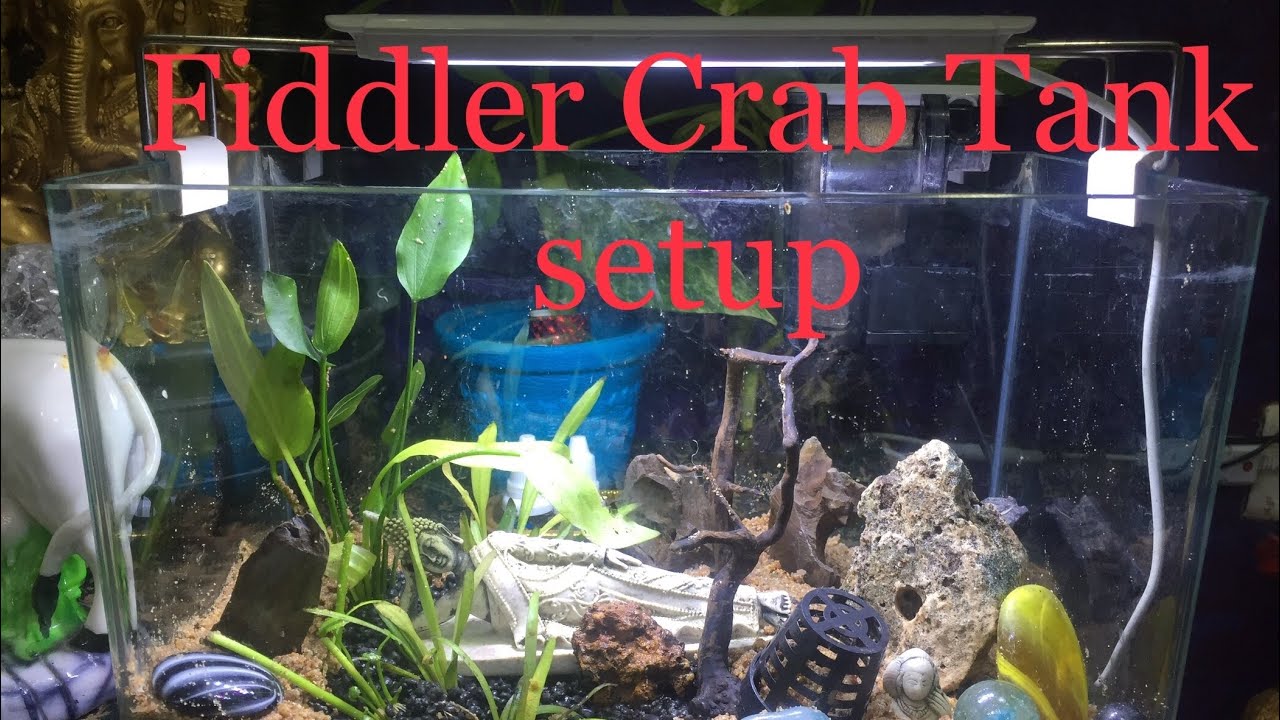 Fiddler Crab Tank Setup | Nano Planted Tank | Tamil - YouTube