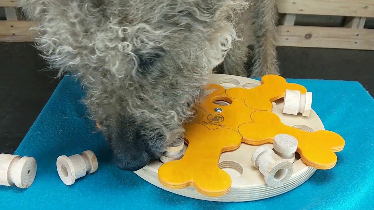 My Intelligent Dogs "Bones Carousel" - YouTube