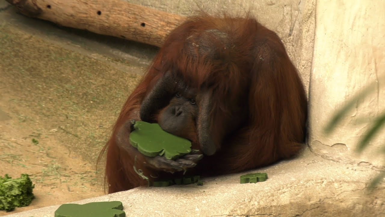 Zoo Animals Get St. Patrick's Day Treats - YouTube