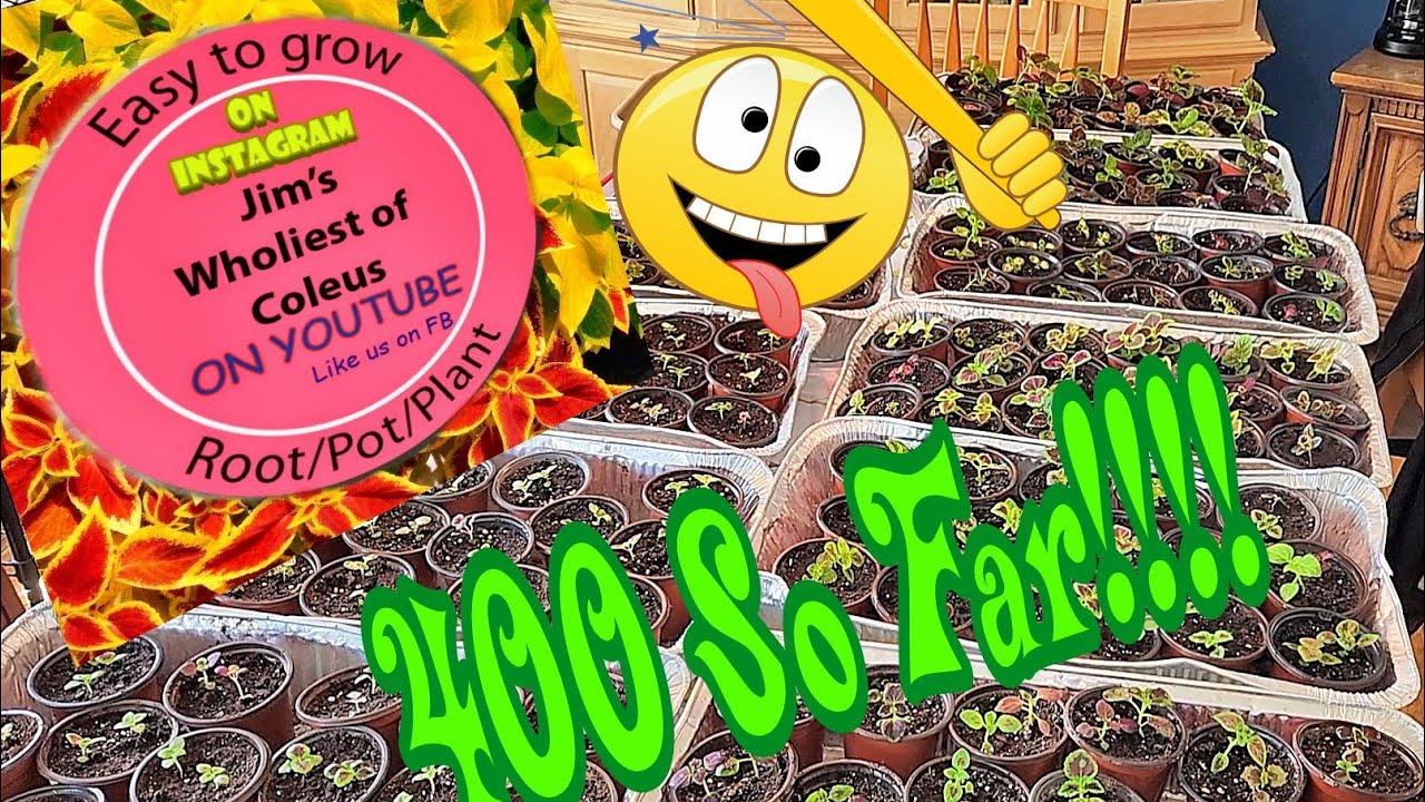 Coleus Craziness...Why I DO it..Why You should too!! - YouTube