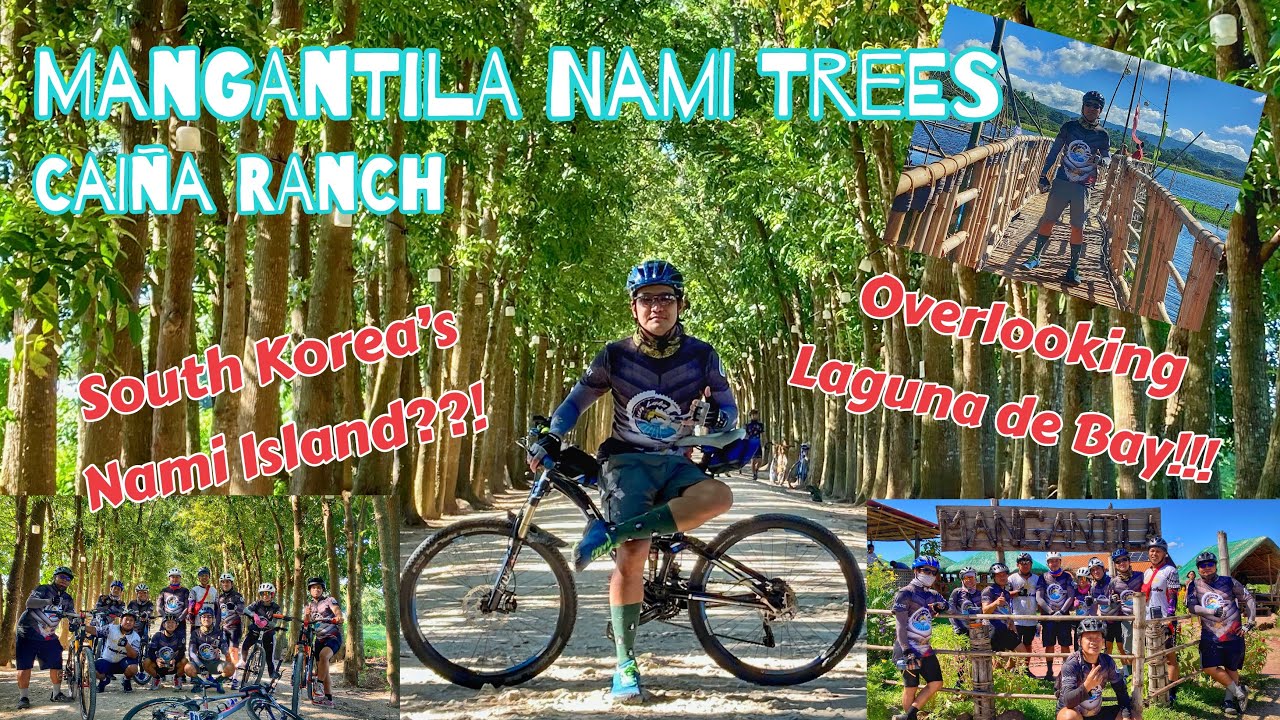 Nami Island of Baras, Rizal | Mangantila Nami Trees | Bike Ride | Caiña ...