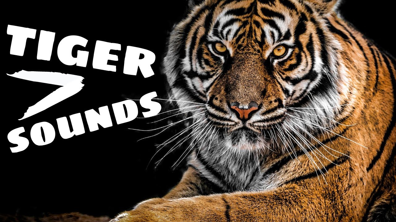 The sounds of tiger, lion, angry tiger - YouTube