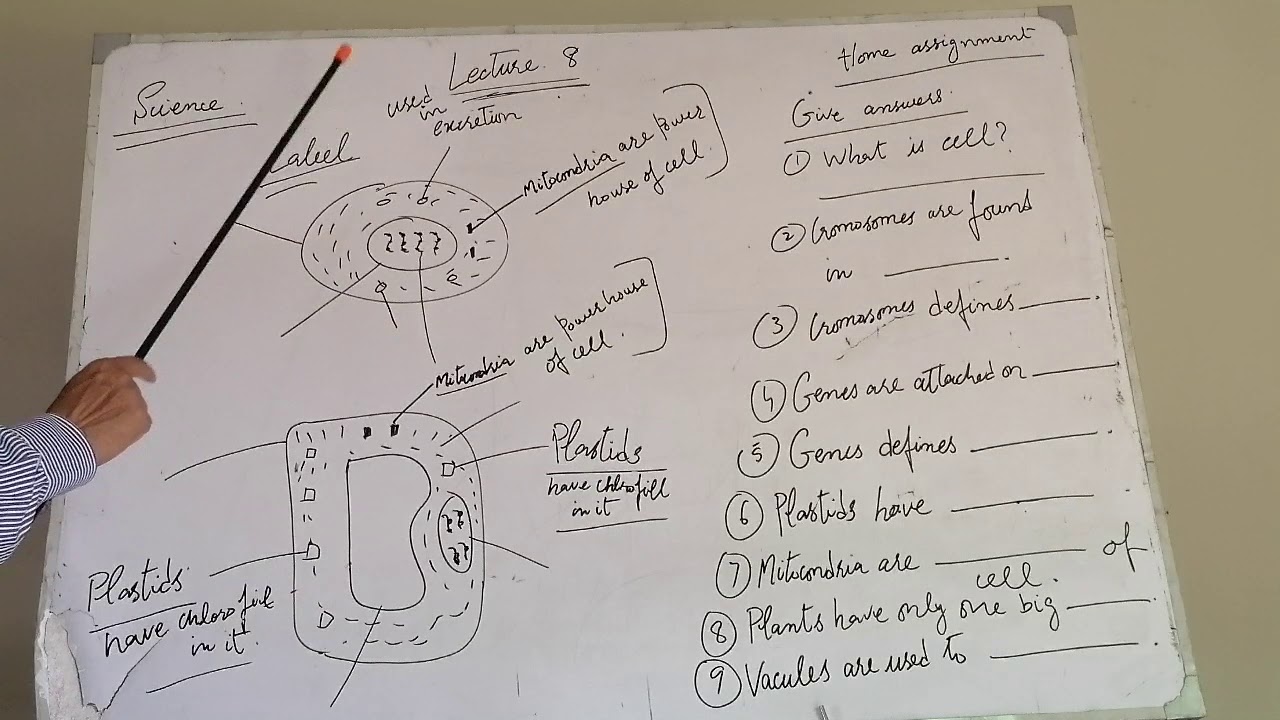 Exercise of structure of cell - YouTube