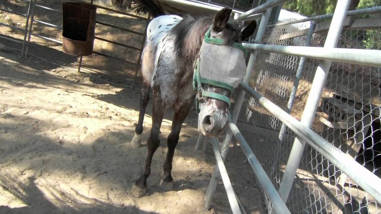 Leave me your stardust to remember you by... RIP Shiloh ♥ - YouTube