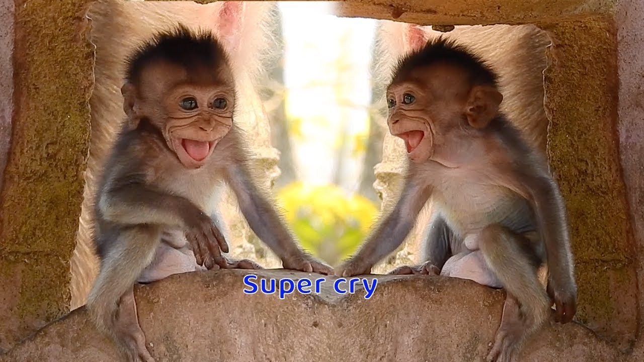 Poor baby Monkey Milo cry with scary face cos baby don't see mom - Milo ...