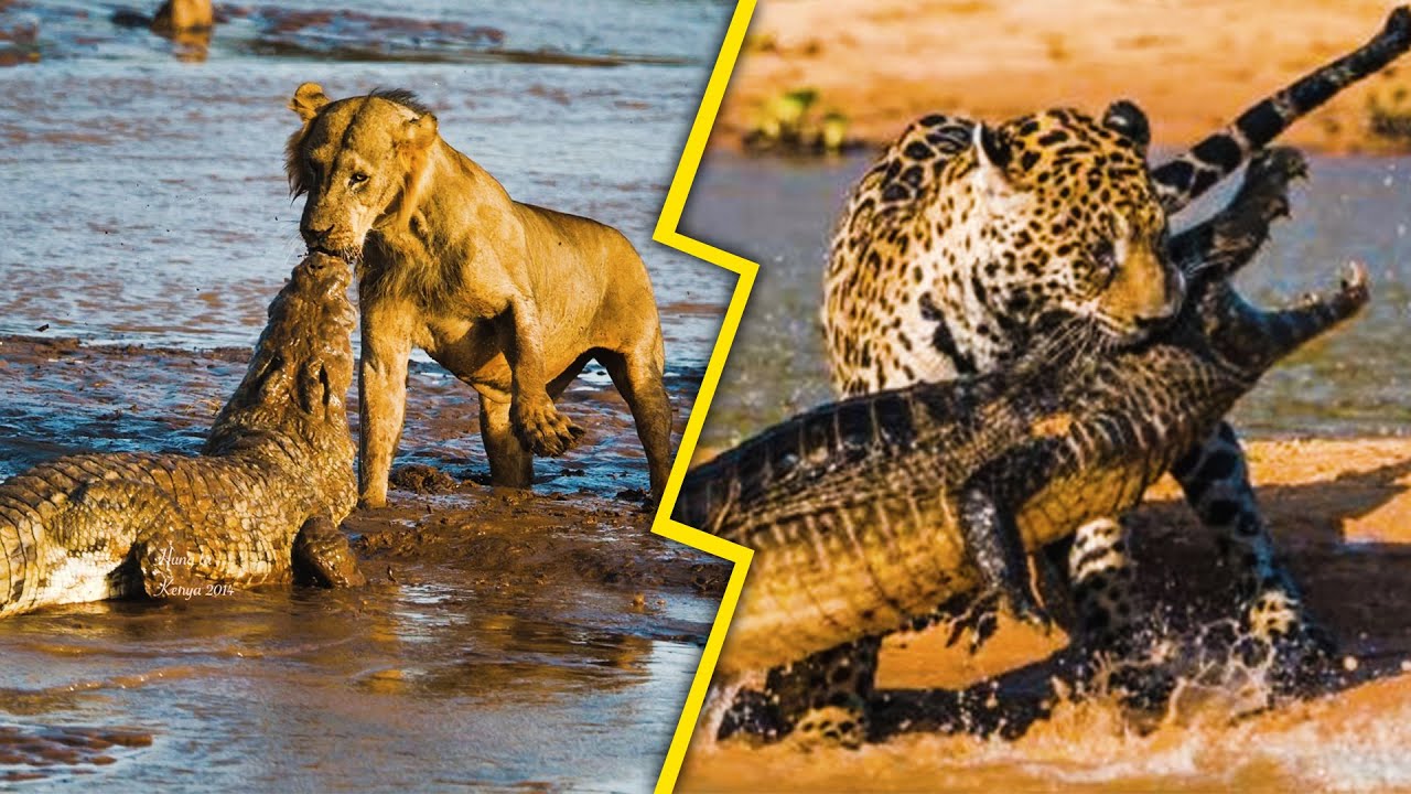 Moments When Big Cats Face the Crocodile - YouTube