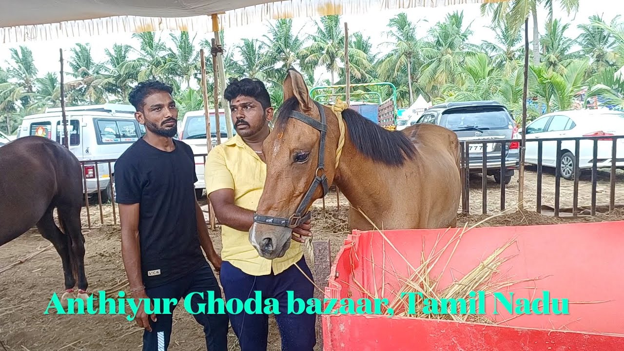 Anthiyur Ghoda Bazaar of Tamil Nadu, famous for its majestic horses and ...