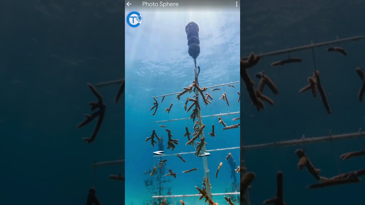 Snapper Ledge Reef | Google Earth Underwater 😮😮#Shorts - YouTube