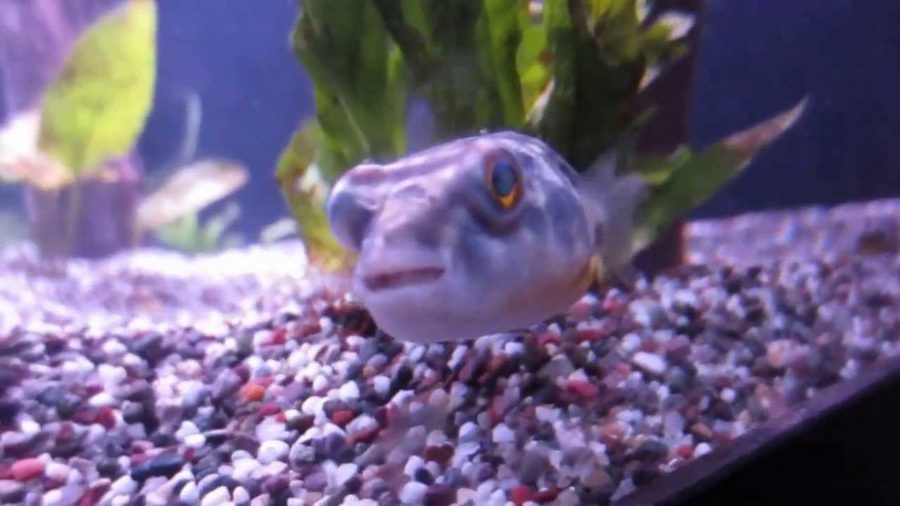 Baby Fahaka Puffer - YouTube