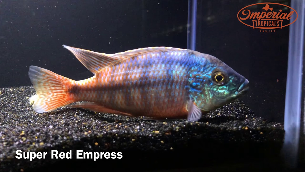 Dominant Male Super Red Empress (WYSIWYG) - YouTube