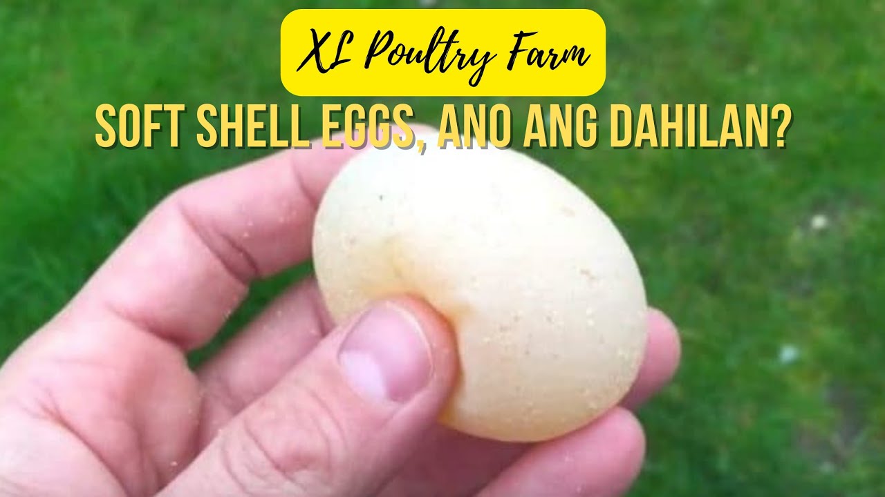 SOFT SHELL EGGS, WHAT ARE THE CAUSES? #EGGS - YouTube