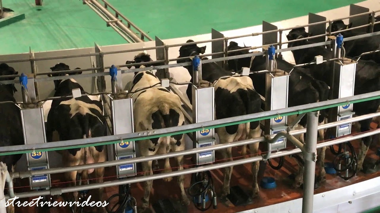 Baladna Farm/ Dairy factory/ Qatar/ Streetviewvideos - YouTube