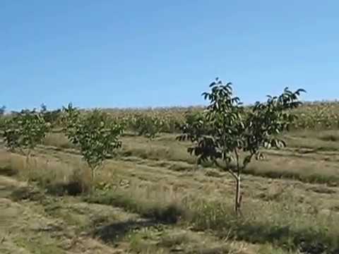 livada de nuc - YouTube