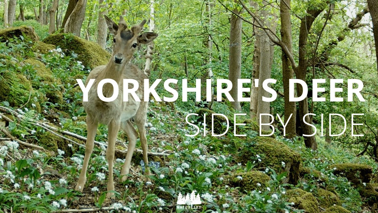 Discover the species of deer living in the North York Moors National ...