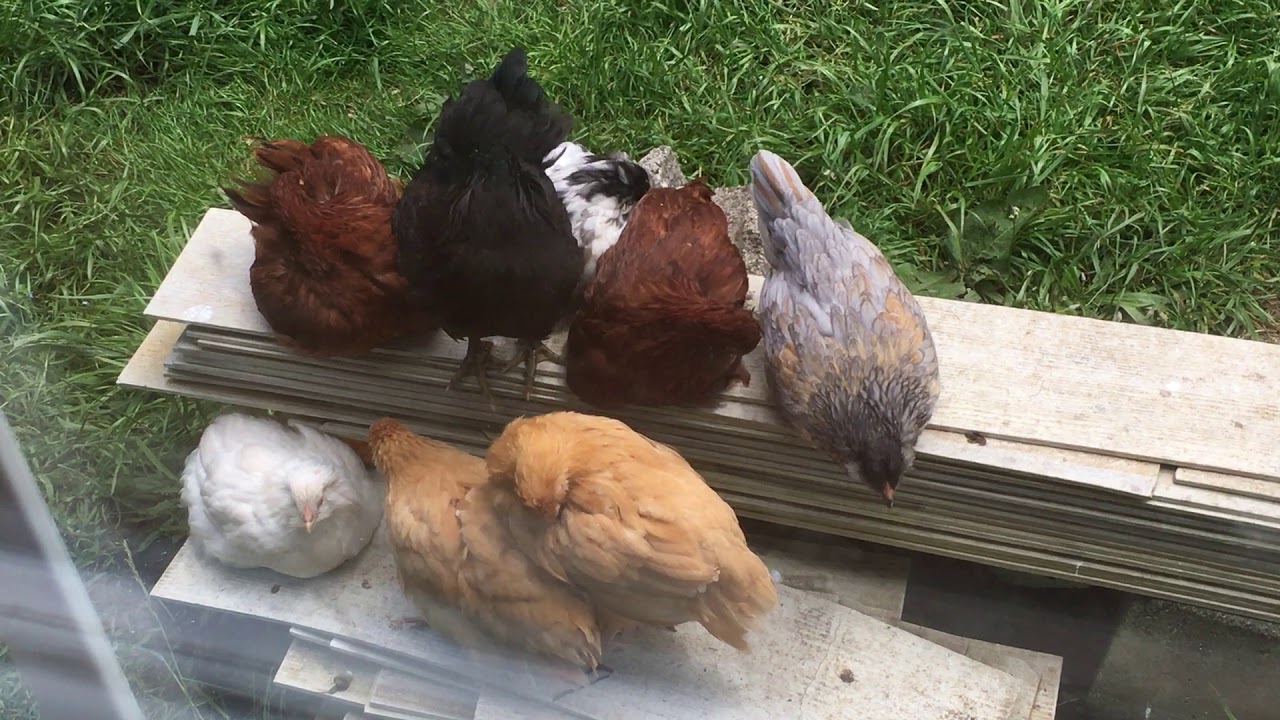 Beautiful chickens relaxing - YouTube
