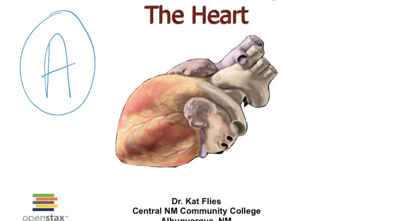 Heart A Position and Serosae - YouTube
