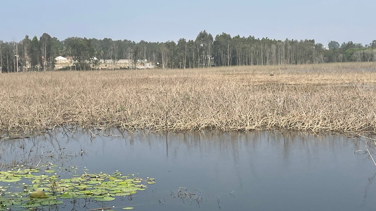 Exploring Bengaluru lakes - Hulimangala lake - YouTube