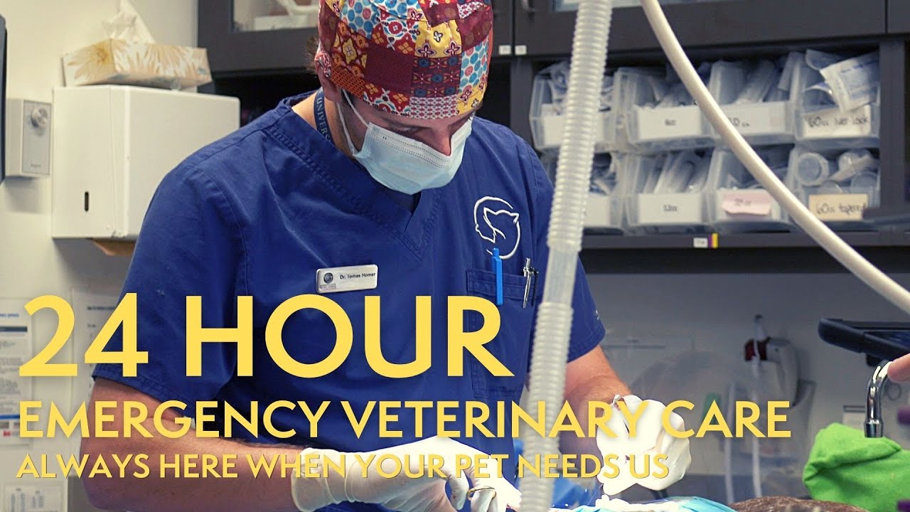 24 Hour Emergency Veterinary Care in North Vancouver - Here when your ...