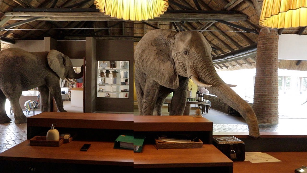 ELEPHANT Goes Shopping! - YouTube