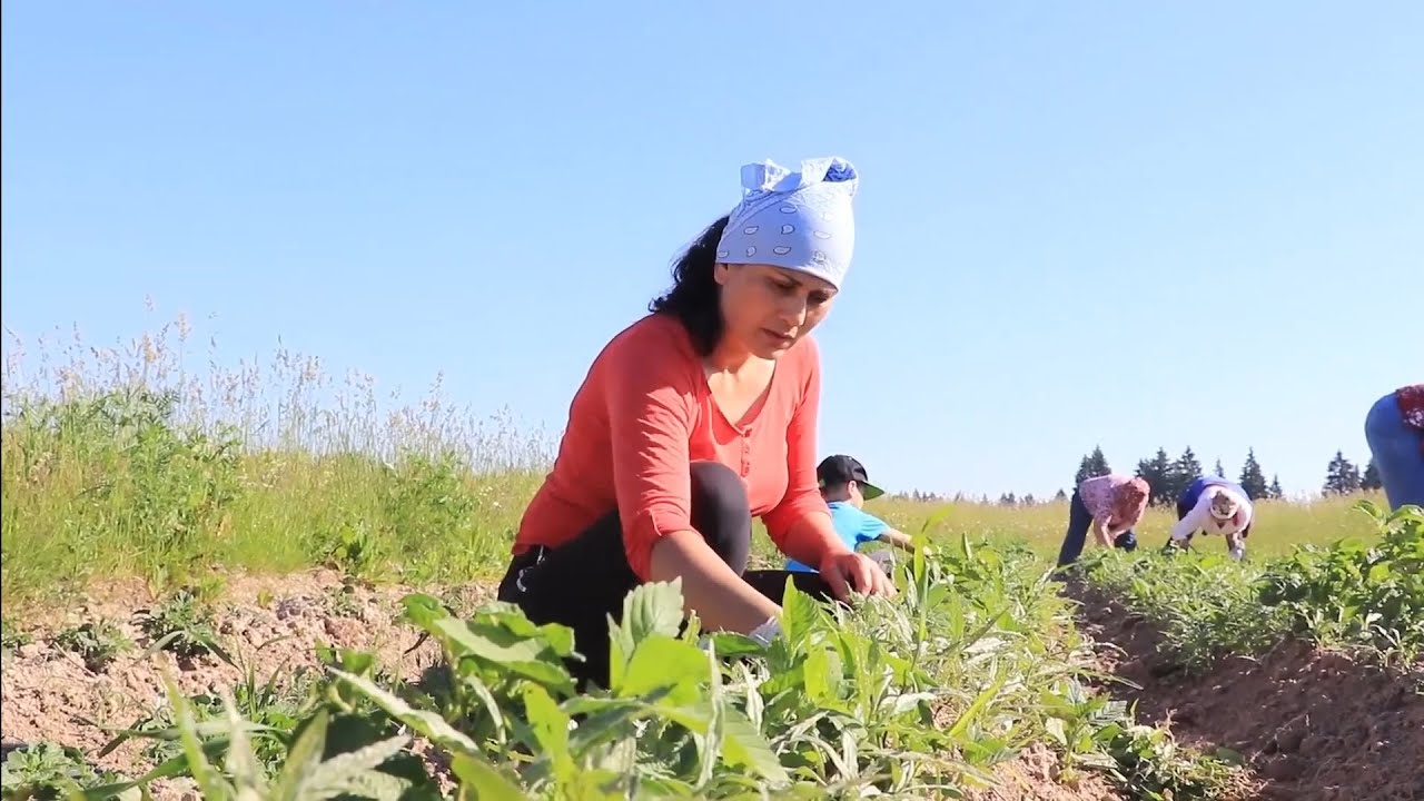 Everyday life in a village far from civilization - YouTube
