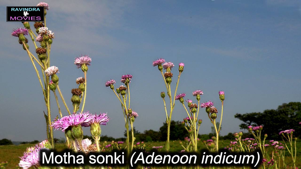 Kas Pathar A Heaven Of Beautiful Wild Flowers Near Satara,Maharashtra ...