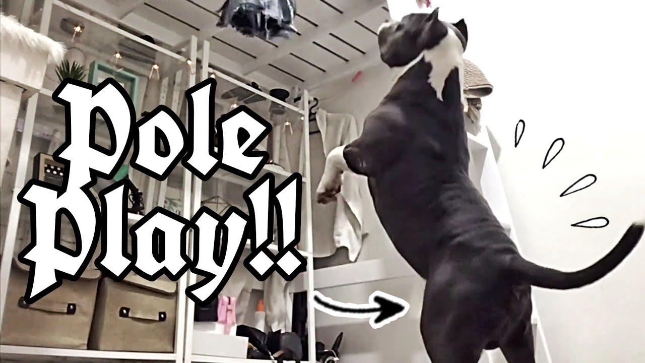 AMERICAN BULLY PLAYING SPRING POLE - YouTube