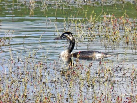 Corcodel mare - YouTube